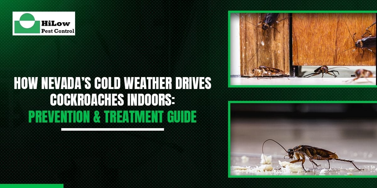 How Nevadas Cold Weather Drives Cockroaches Indoors Prevention ...